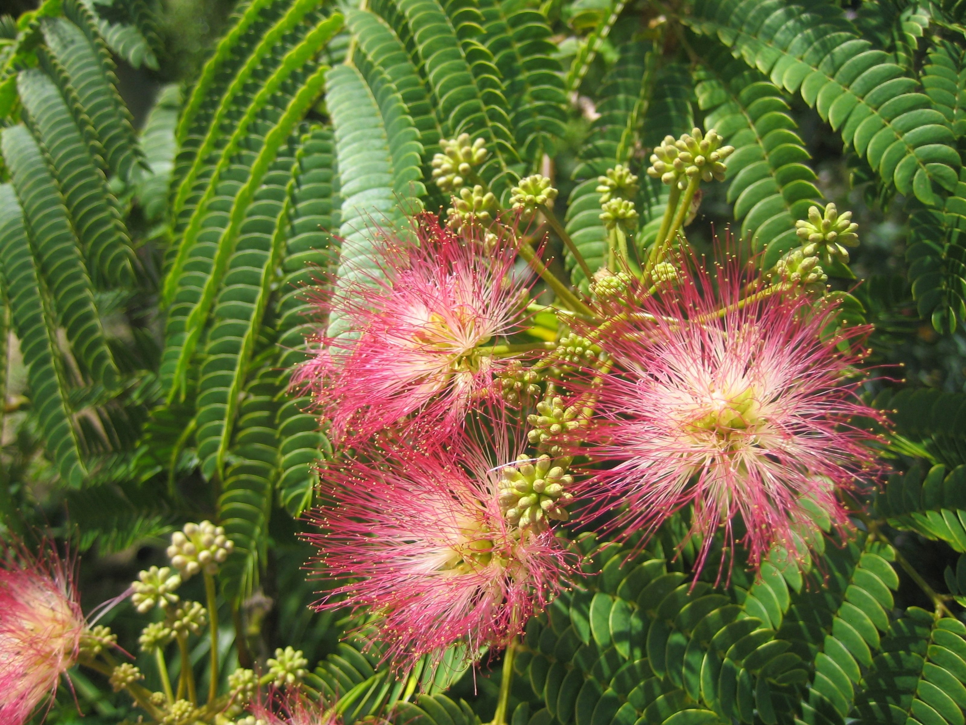 Allavoine Pépinières